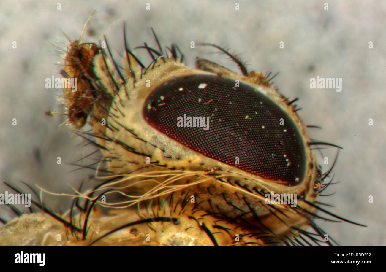 fruit fly with compound eye and proboscis greatly enlarged Stock Photo ...