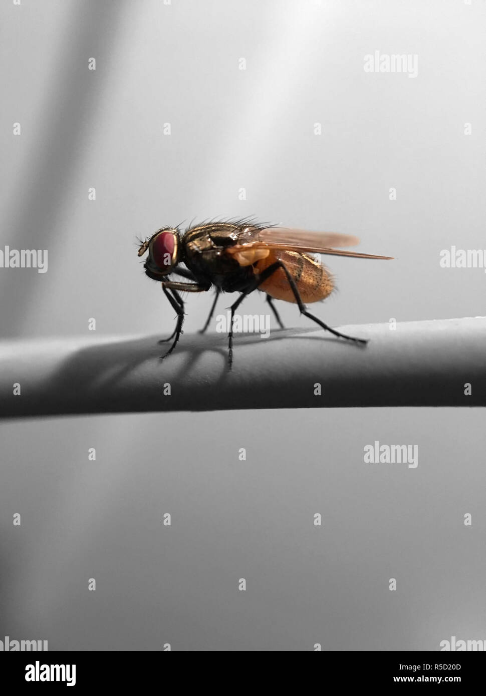 gray flesh fly (sarcophaga carnaria Stock Photo - Alamy