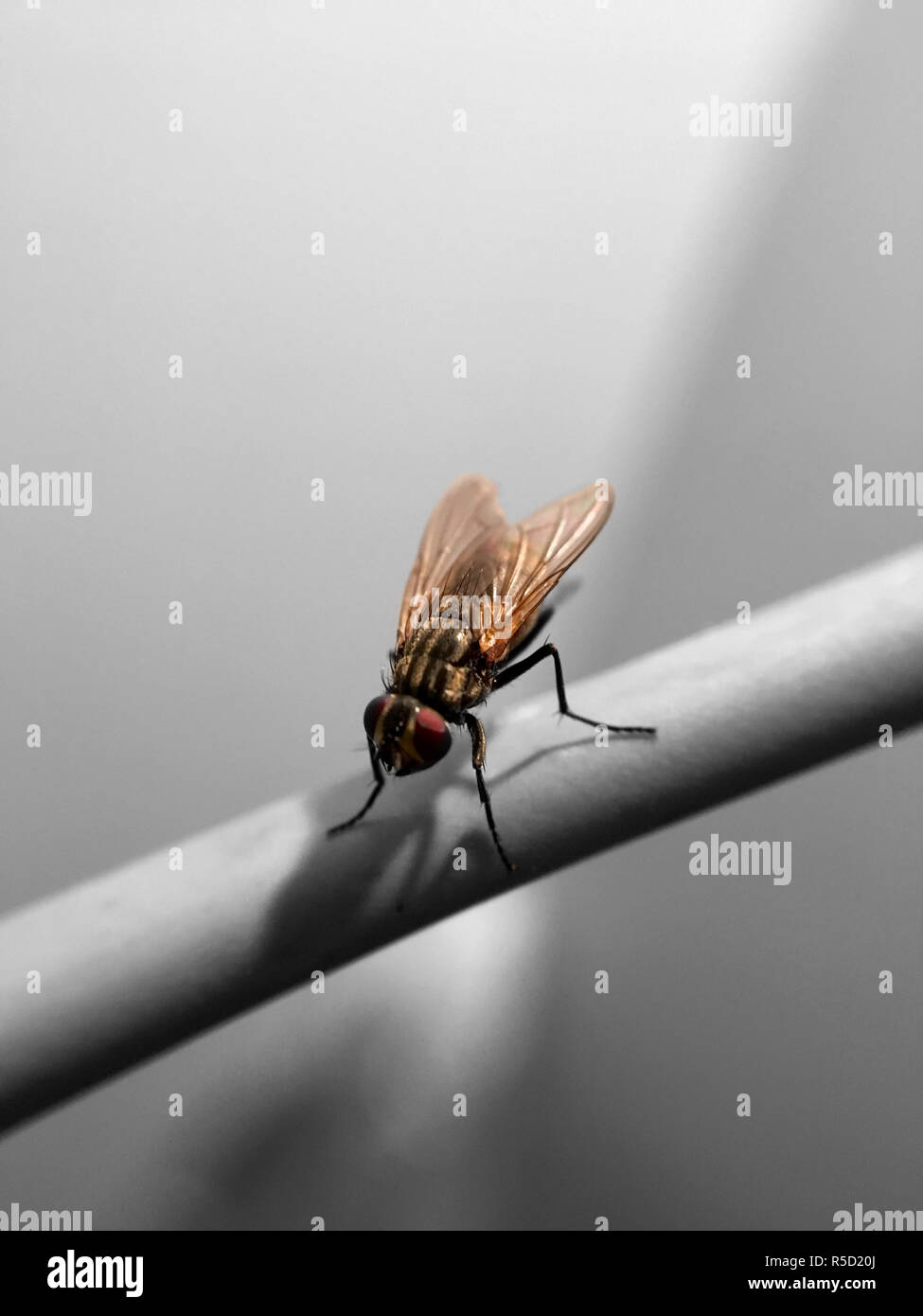 gray flesh fly (sarcophaga carnaria Stock Photo - Alamy