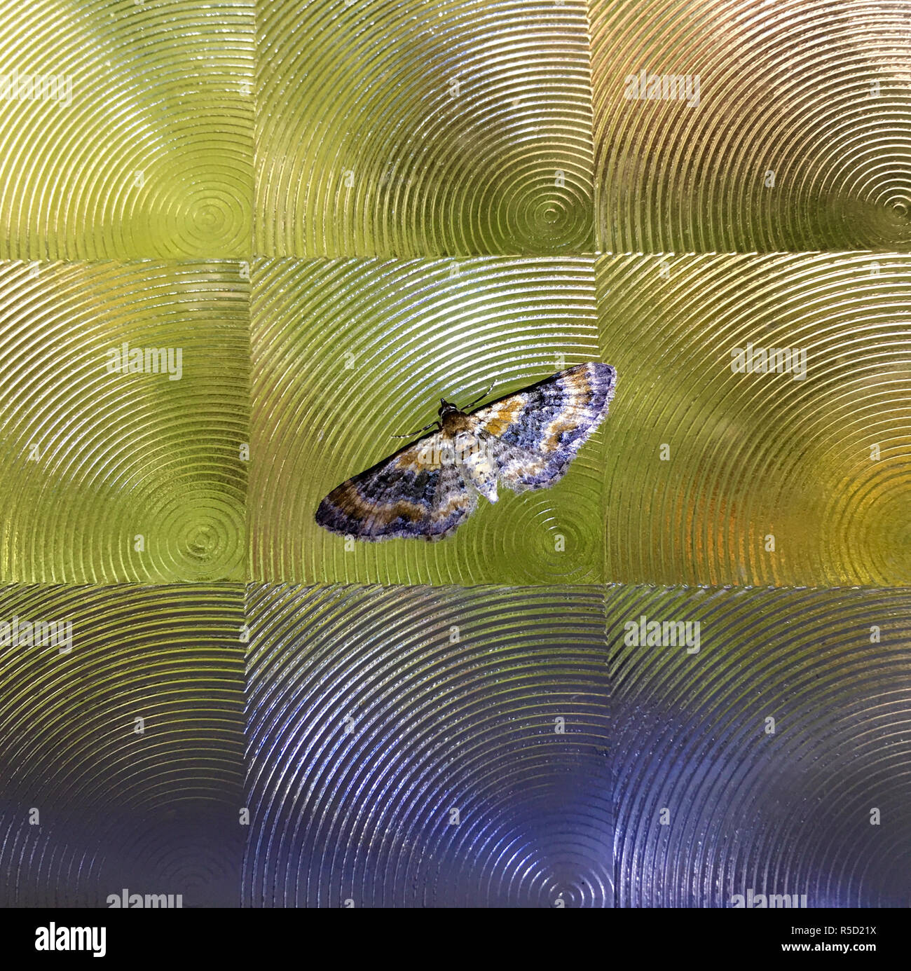 moth on a glass window Stock Photo - Alamy
