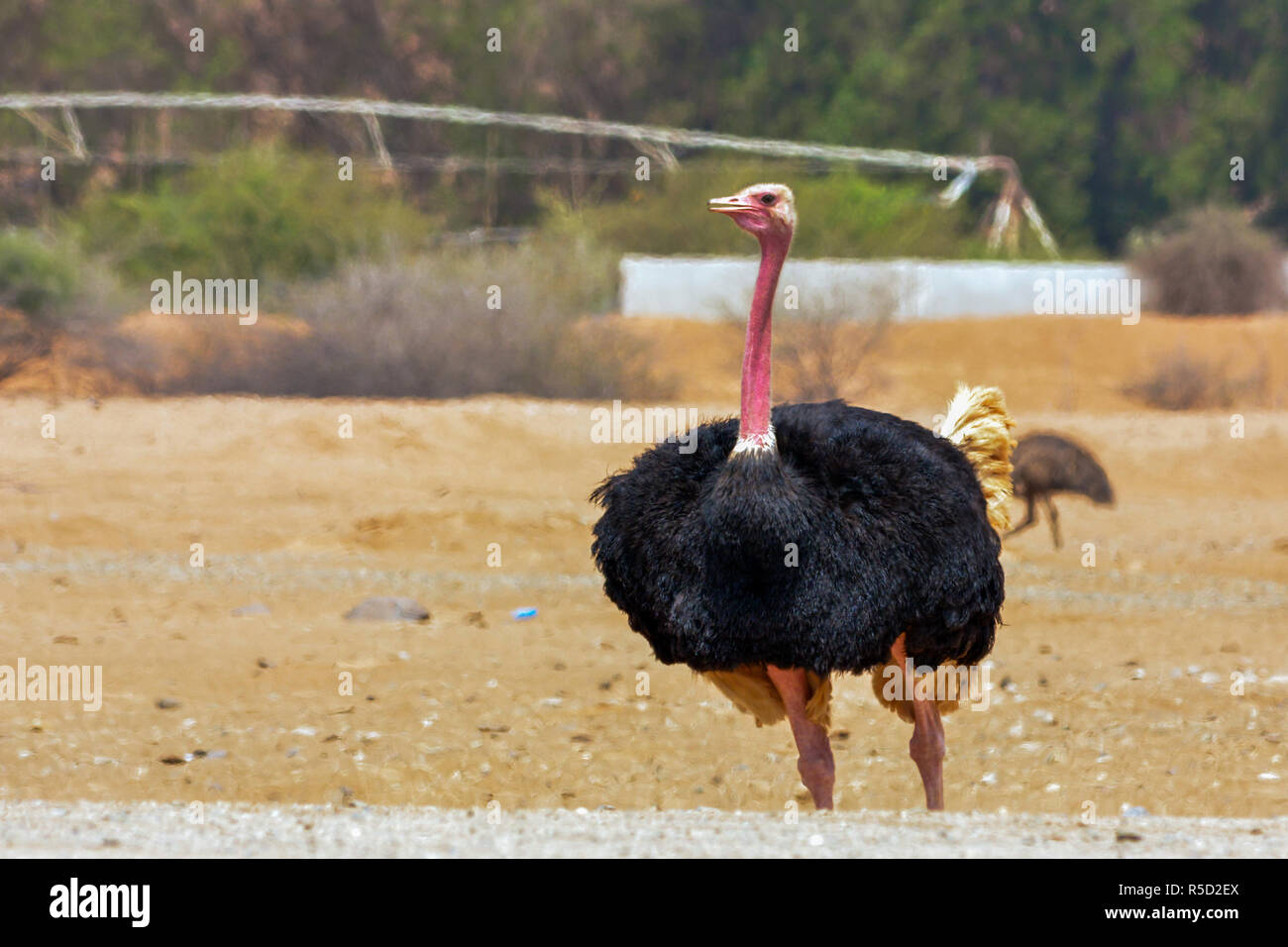 Common ostrich male Stock Photo - Alamy