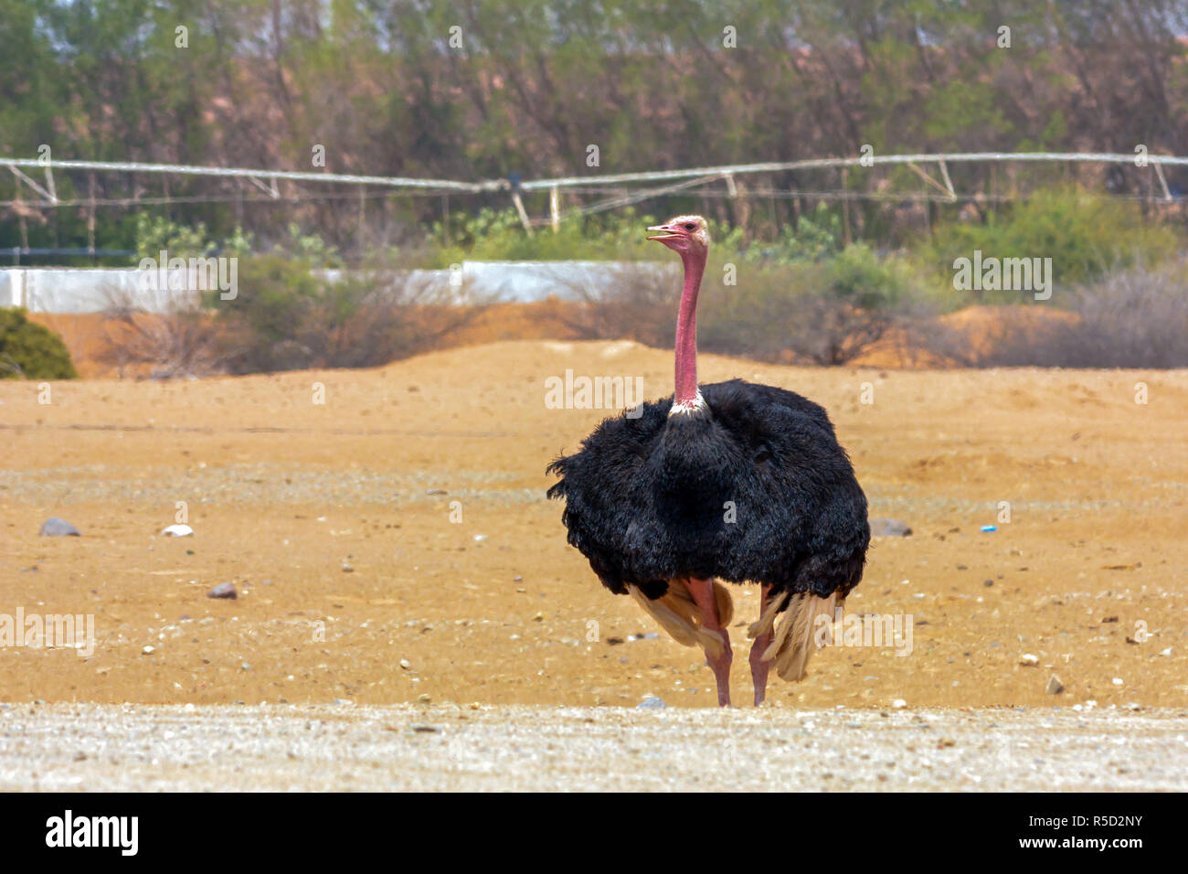 Saudi male young hi-res stock photography and images - Alamy