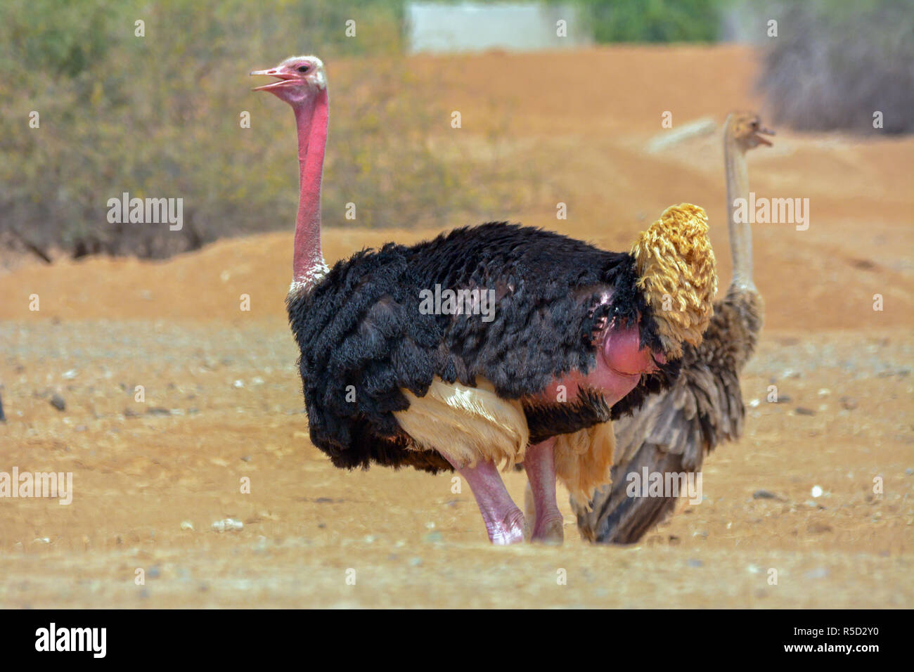 Common ostrich male and female Stock Photo - Alamy