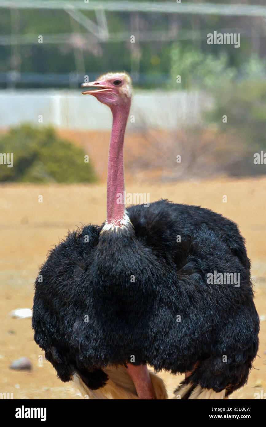 Common ostrich male Stock Photo - Alamy