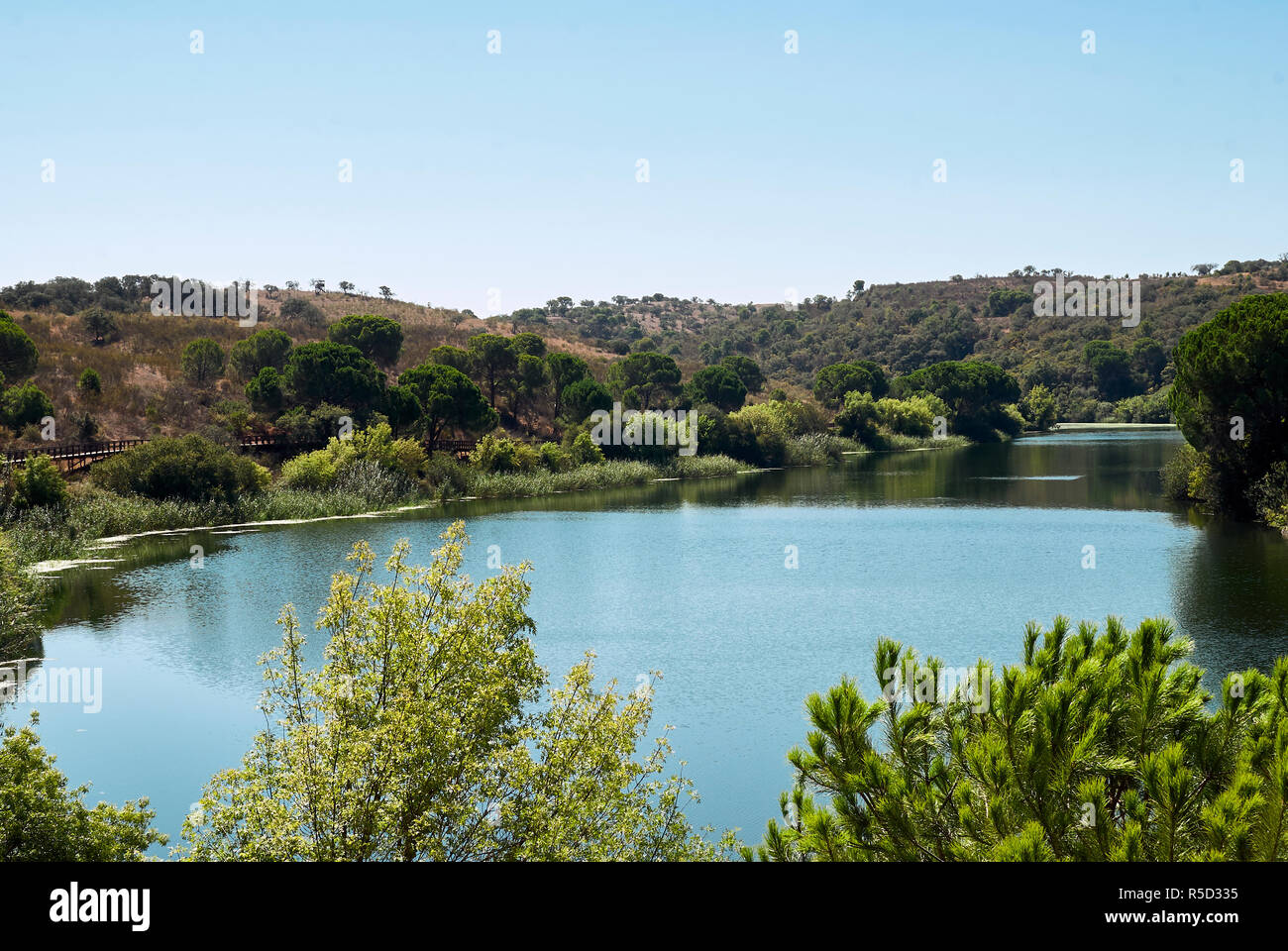 Mora Tree High Resolution Stock Photography and Images - Alamy