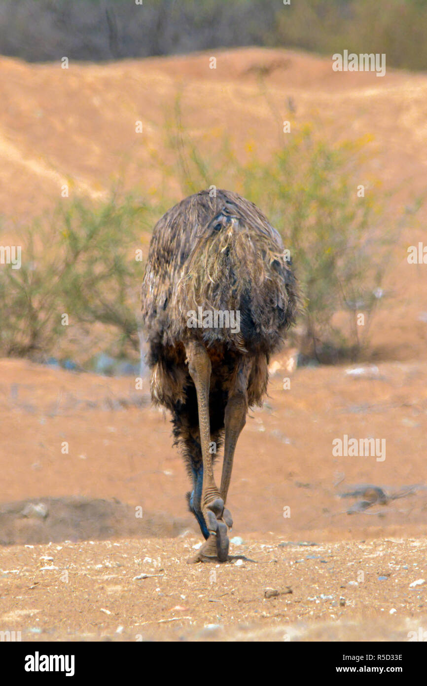 Emu Legs High Resolution Stock Photography and Images - Alamy