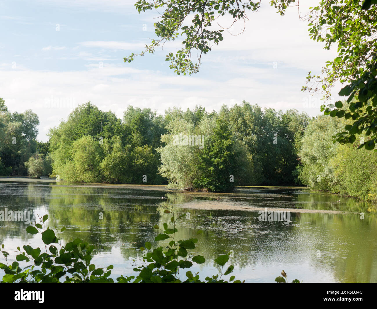 a summer lake side view with trees, clouds, algae, and reflections ...