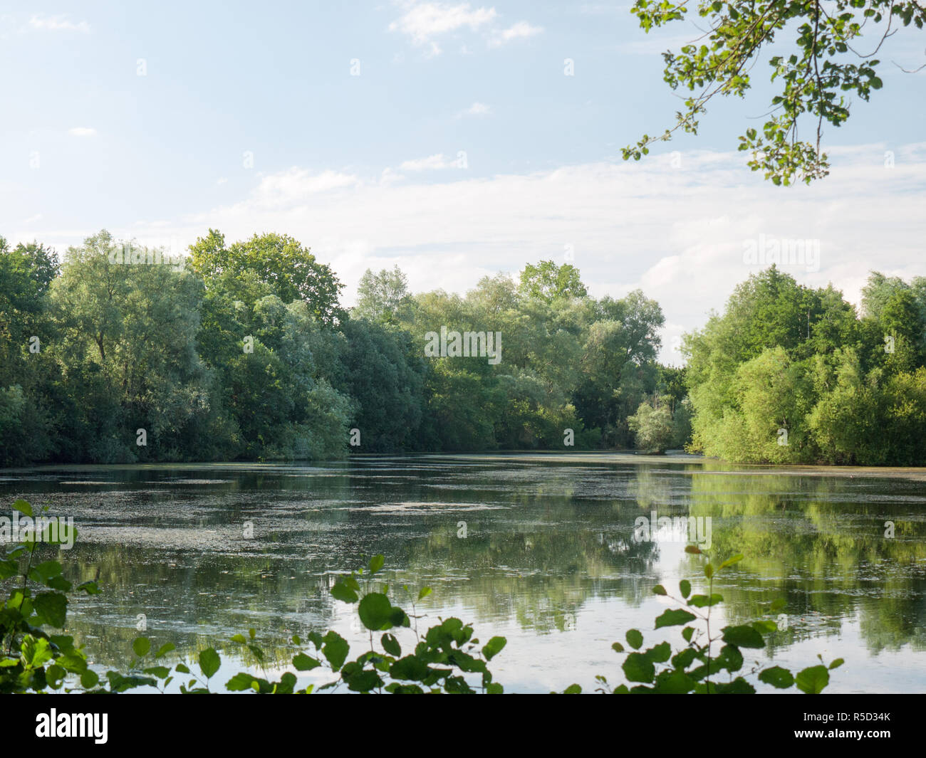 a summer lake side view with trees, clouds, algae, and reflections ...