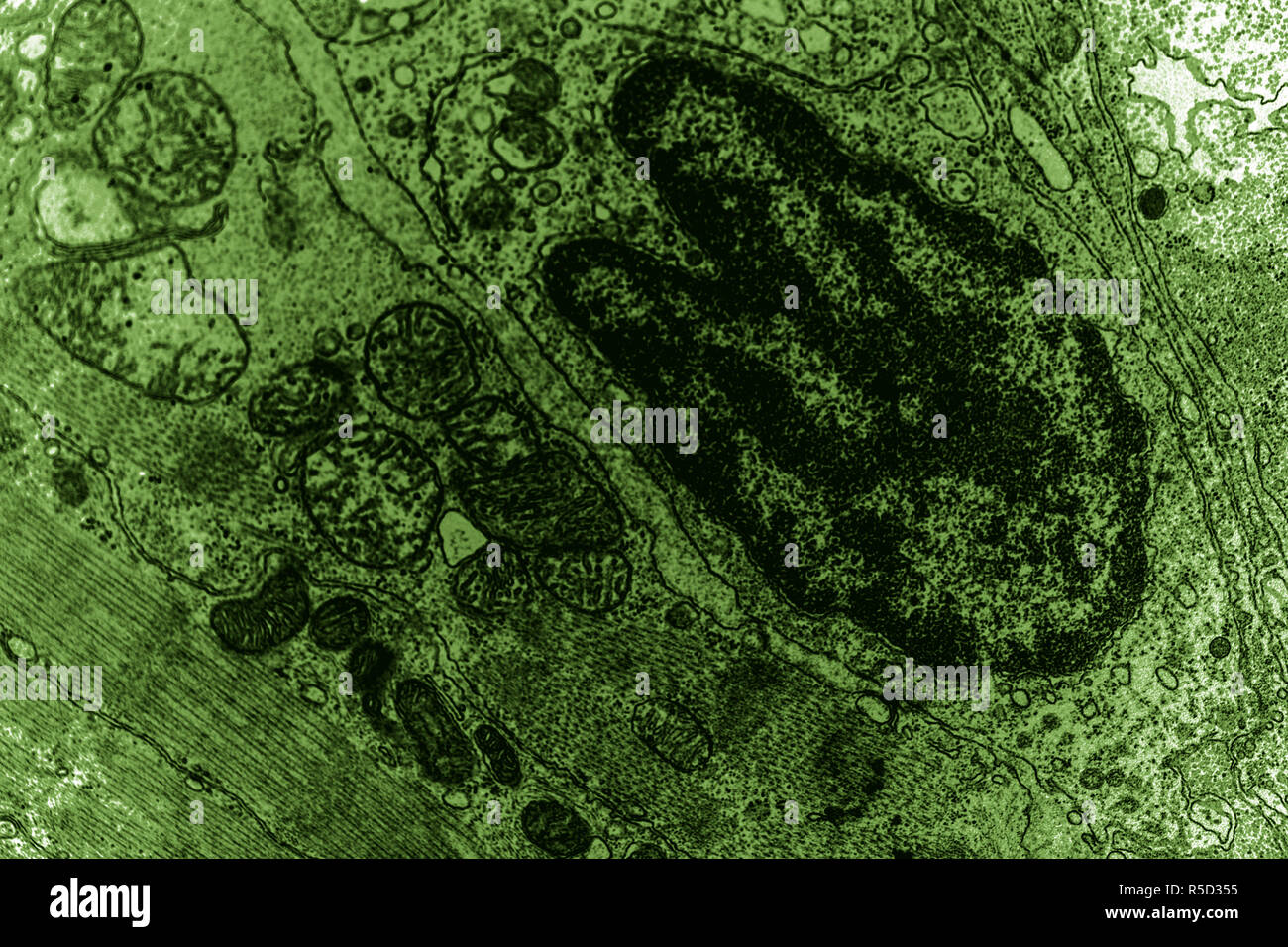 nuclei and mitochondria in a thousandfold magnification Stock Photo - Alamy