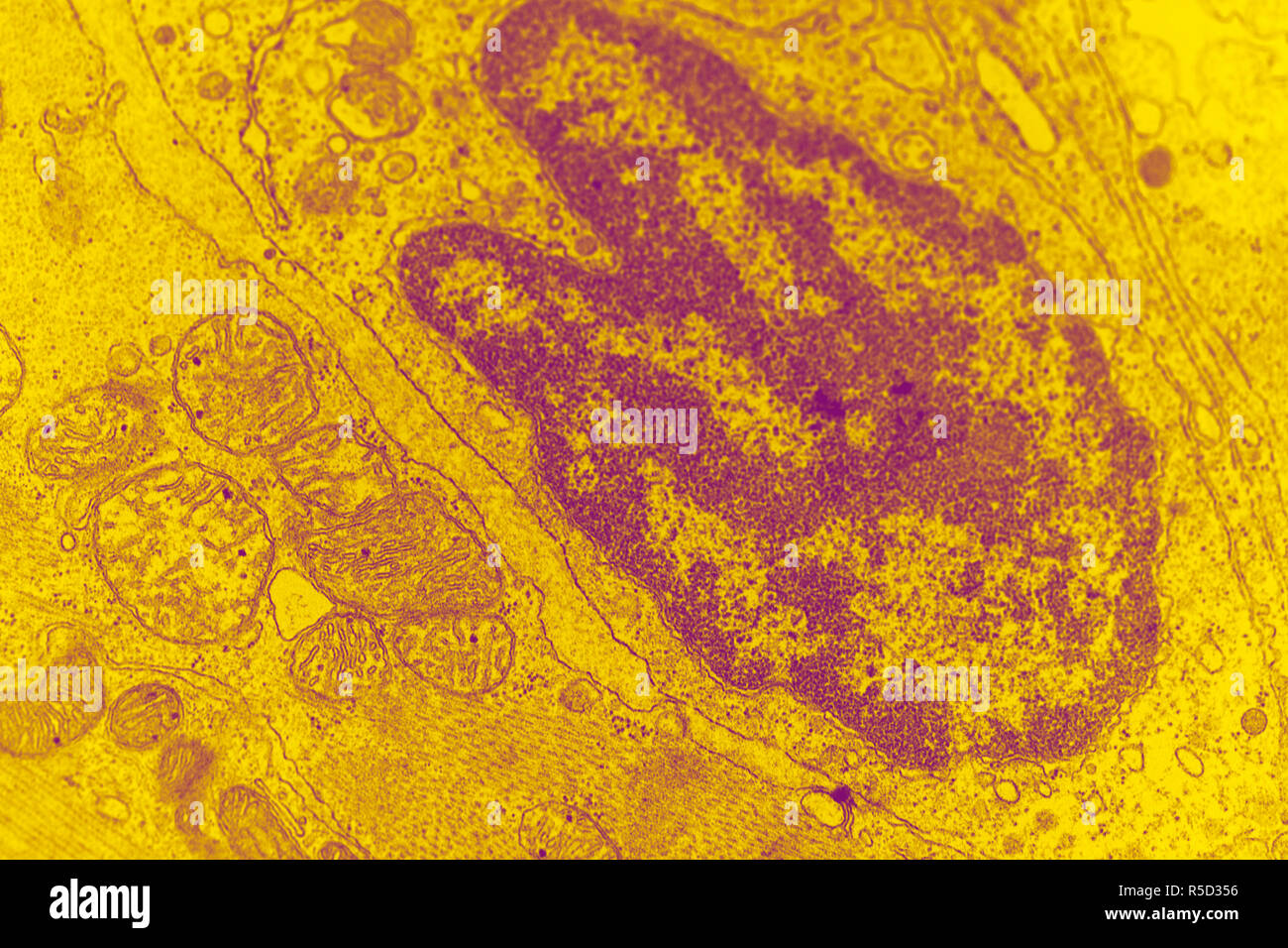 nuclei and mitochondria in a thousandfold magnification Stock Photo - Alamy