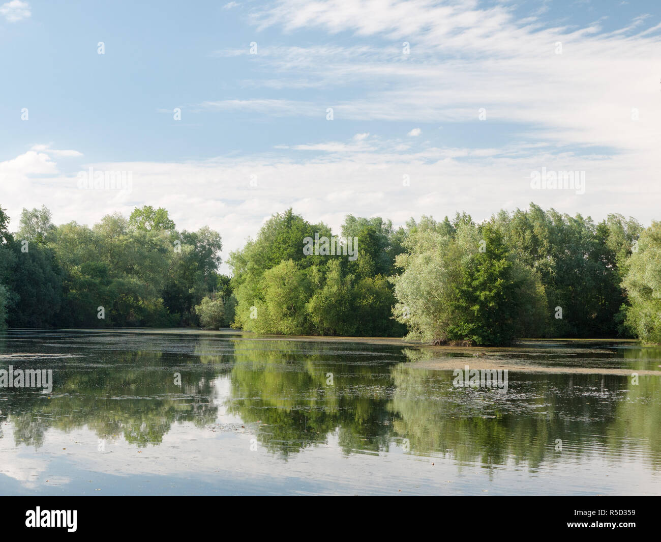 Stunning a summer lake side view with trees, clouds, algae, and ...