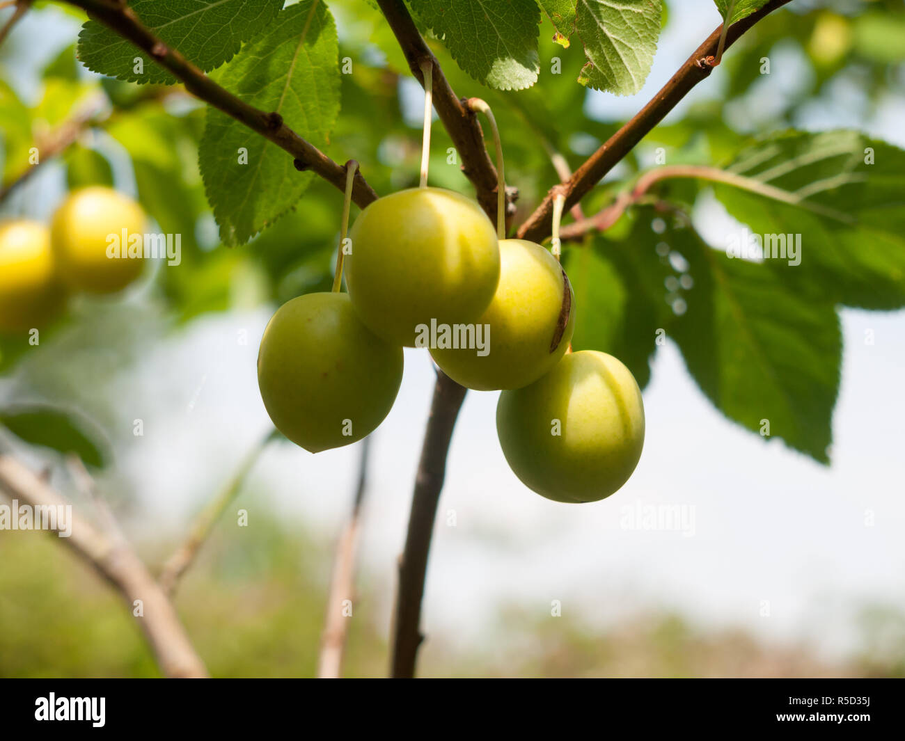 Gage tree hi-res stock photography and images - Alamy