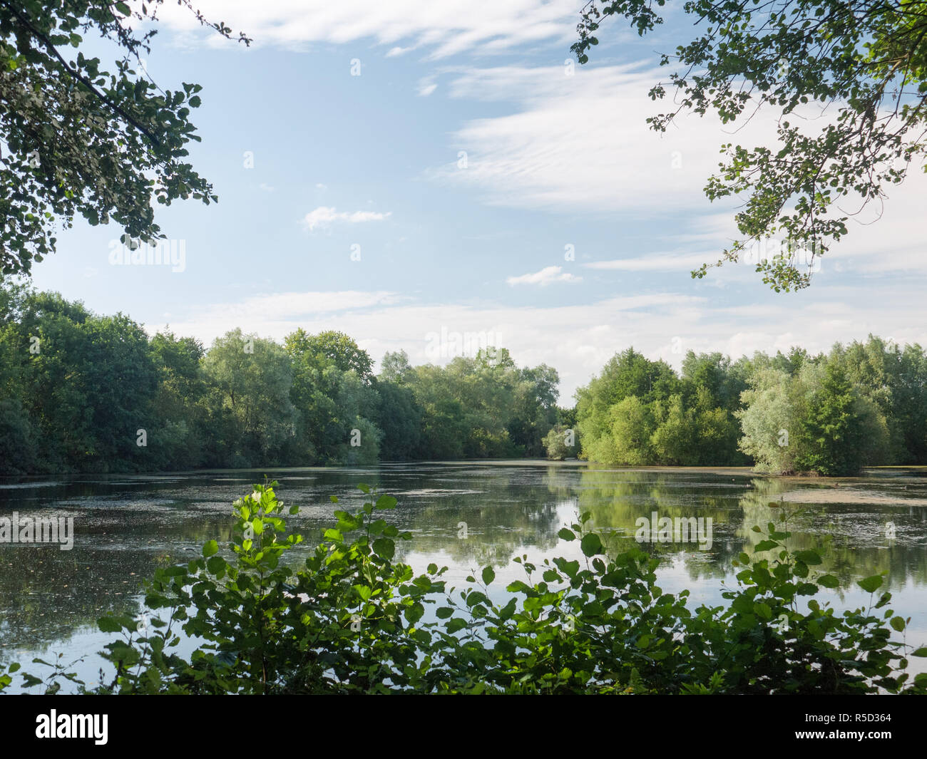 a summer lake side view with trees, clouds, algae, and reflections ...
