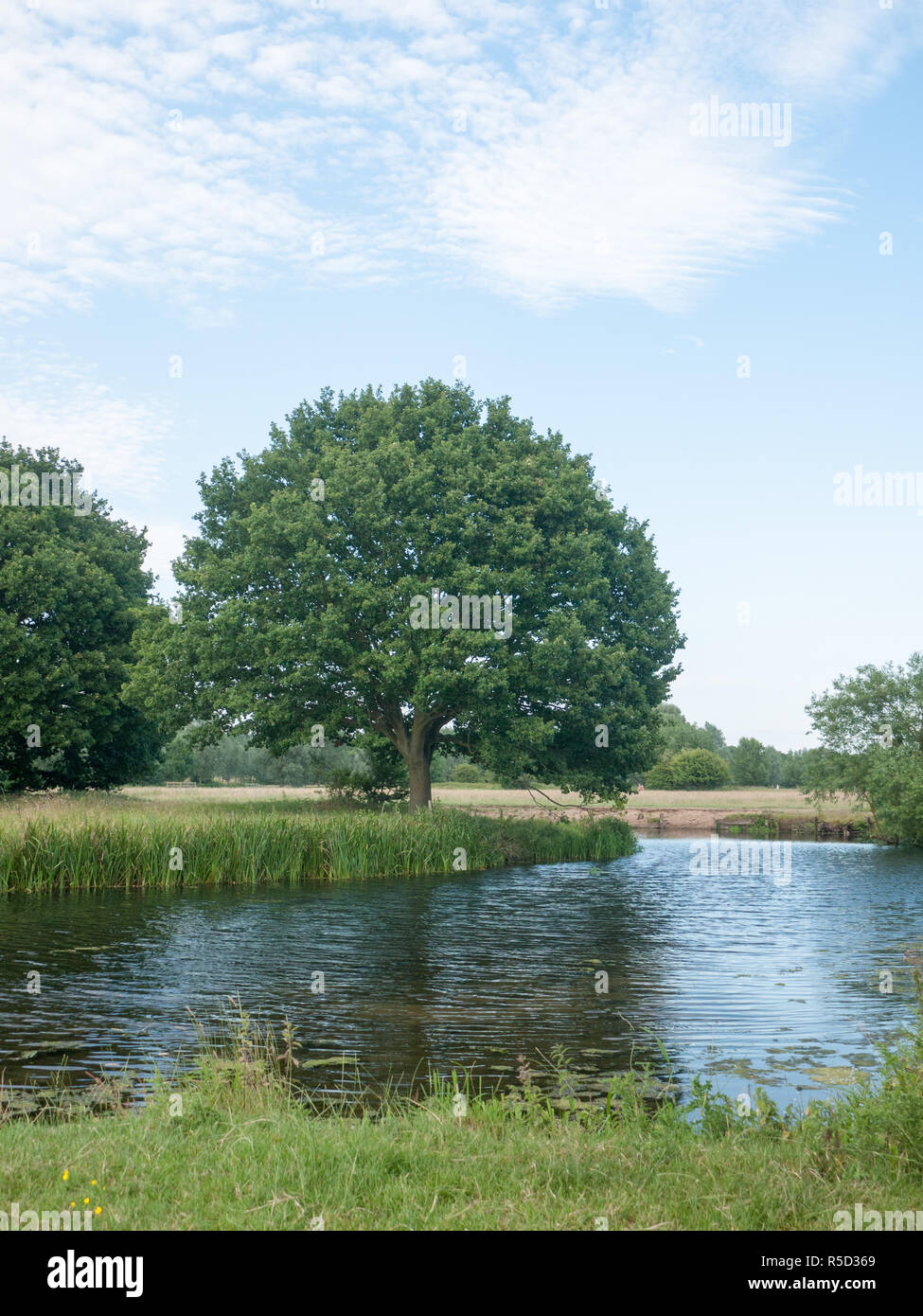oak tree at the side of a river in sun Stock Photo - Alamy