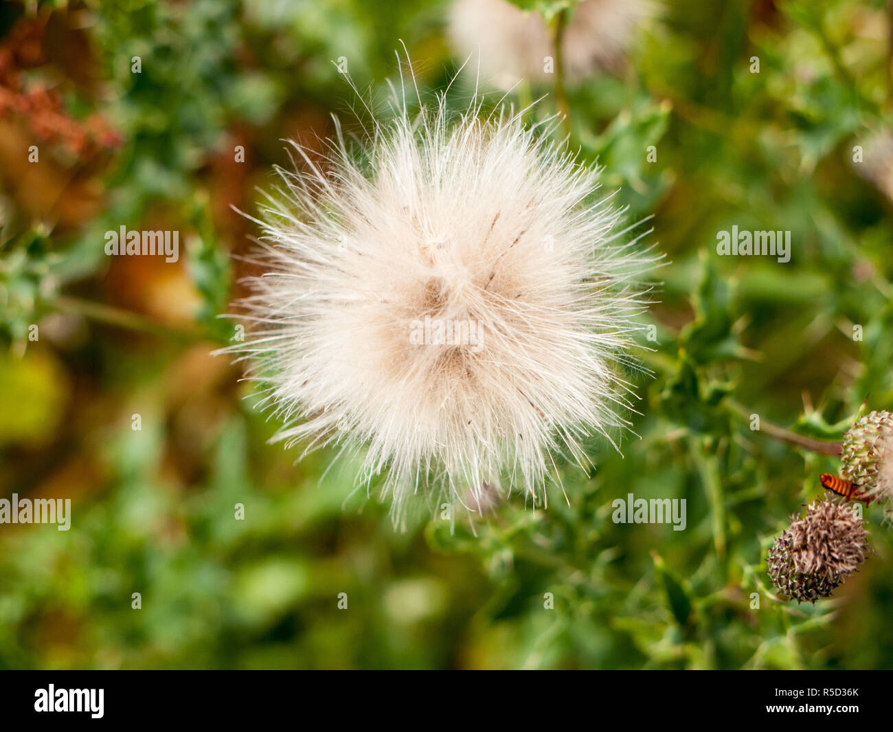 white fluffy milk thistle flower top detail Stock Photo - Alamy