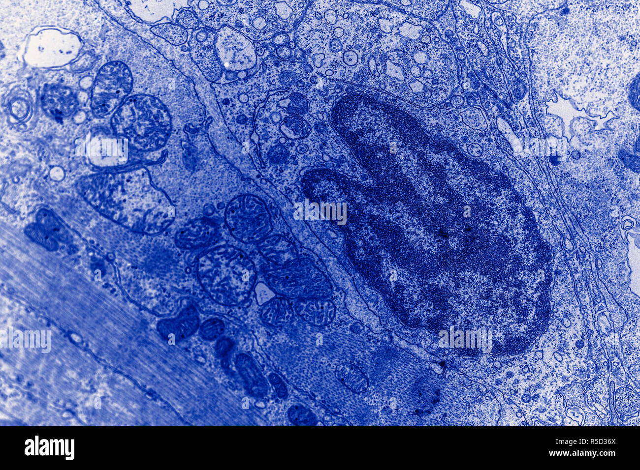Mitochondria Cell High Resolution Stock Photography and Images - Alamy