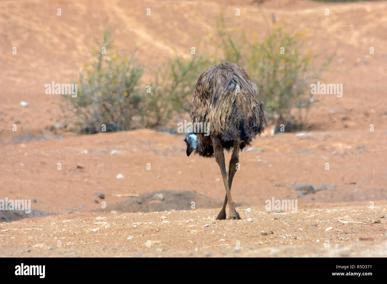 Emu feed in desert Stock Photo - Alamy