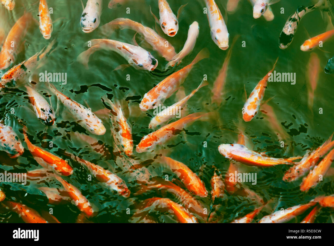Image of colorful koi fish Stock Photo - Alamy