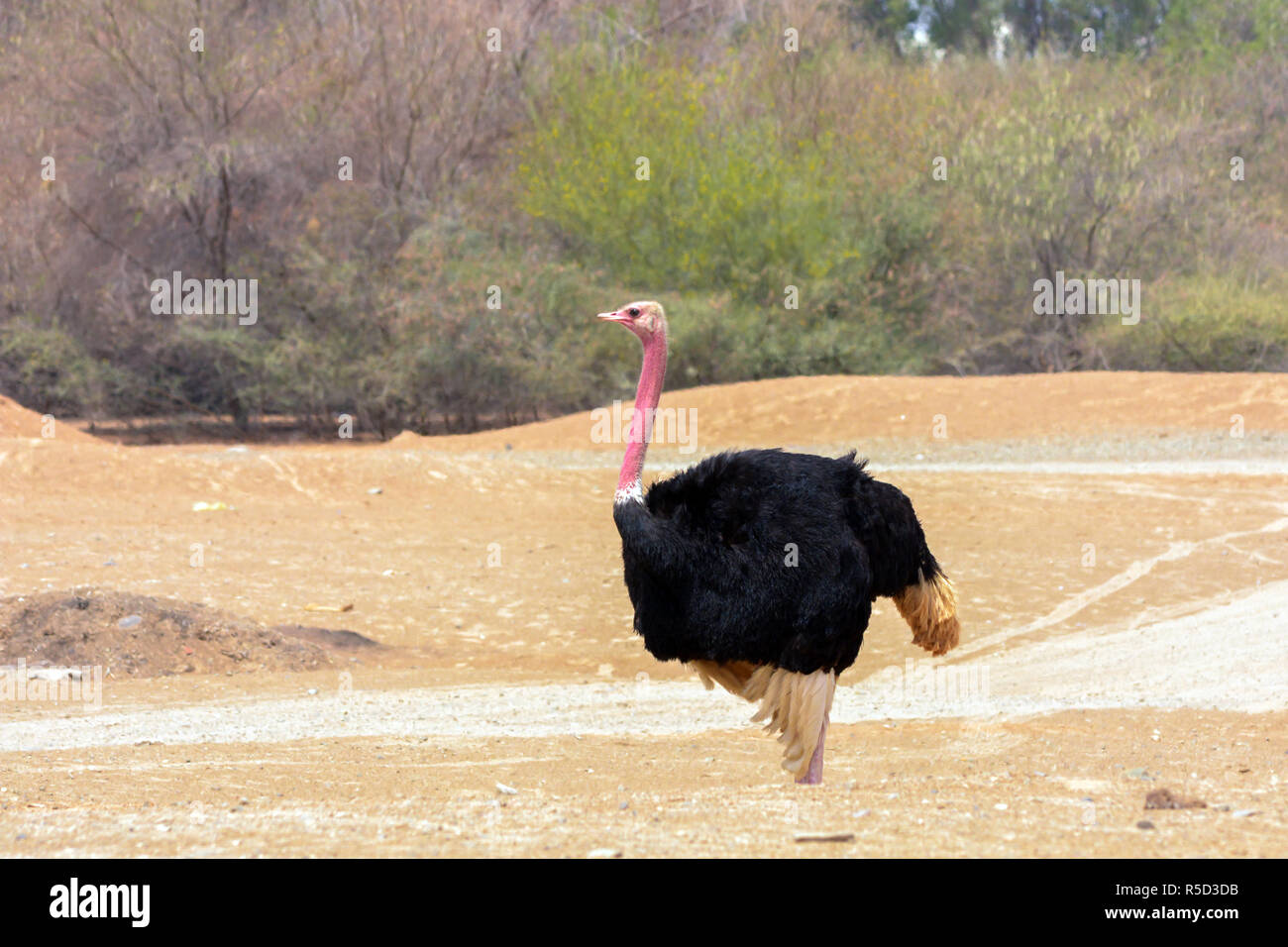 Common ostrich male Stock Photo - Alamy