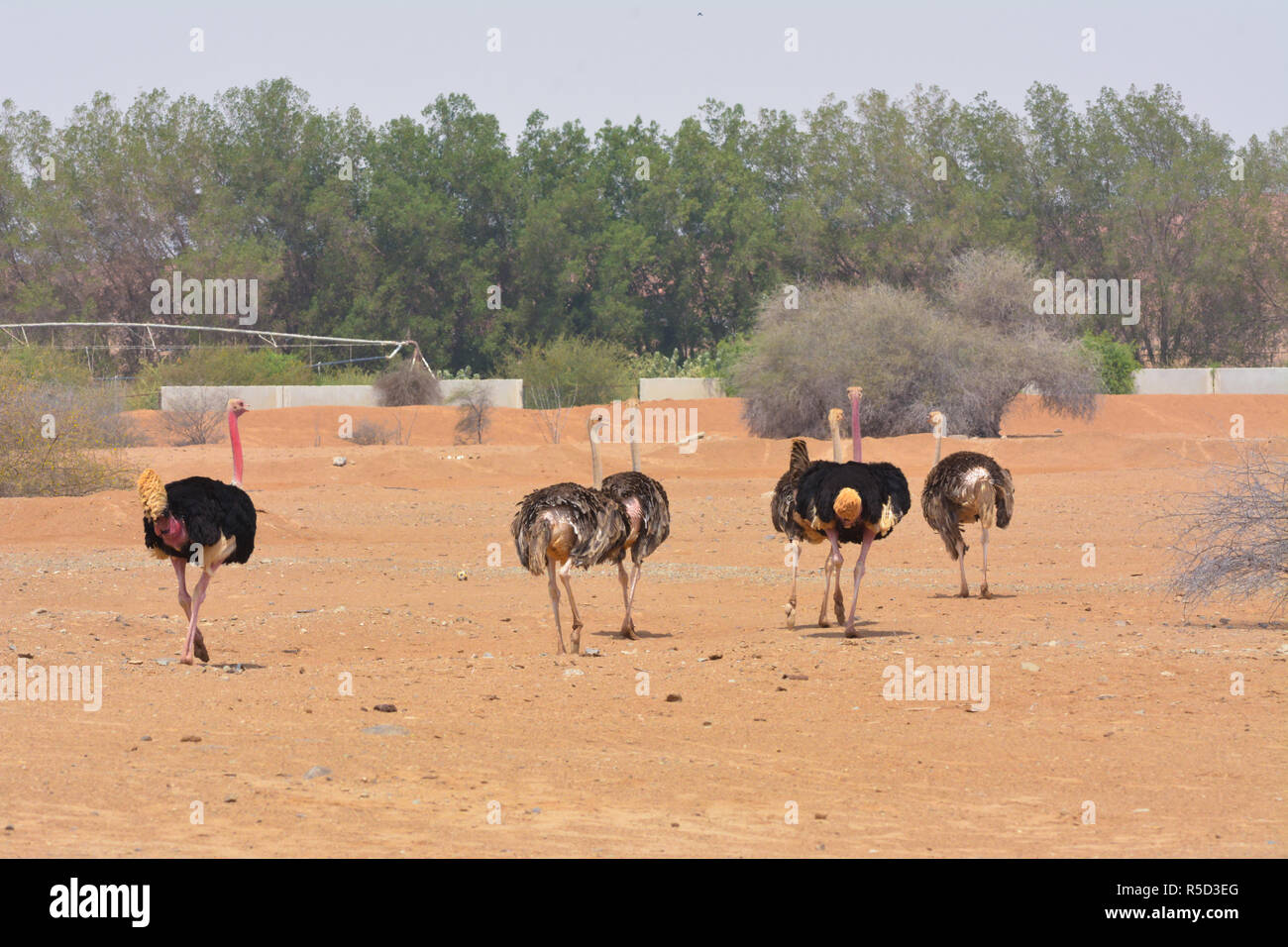 Common ostrich male and female group Stock Photo - Alamy