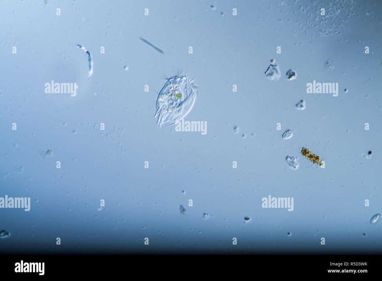 crayfish plankton in the pond Stock Photo - Alamy