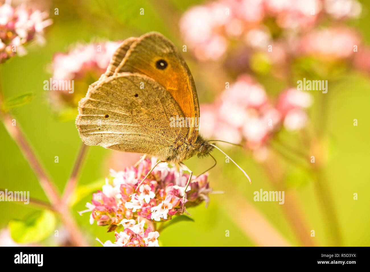 Ox eye moth hi-res stock photography and images - Alamy