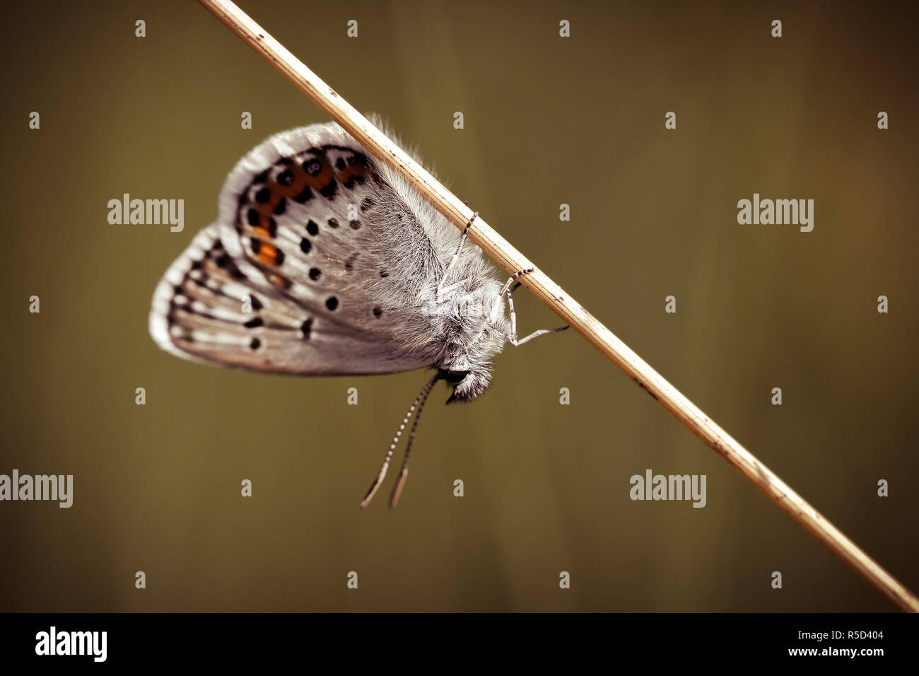 Uling hi-res stock photography and images - Alamy