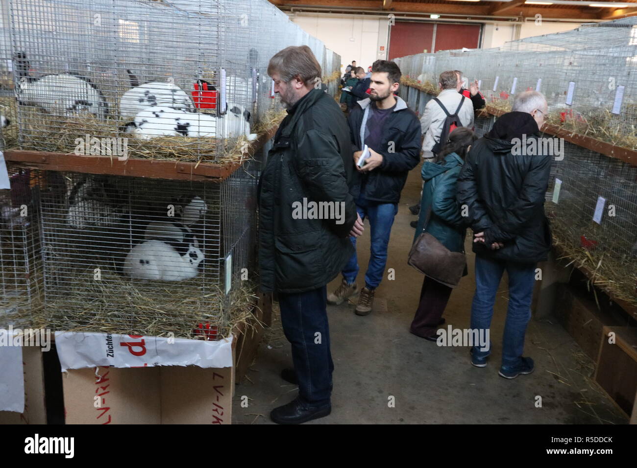 Germany. 01 December 2018, Brandenburg, Paaren/Glien: About 2700 ...