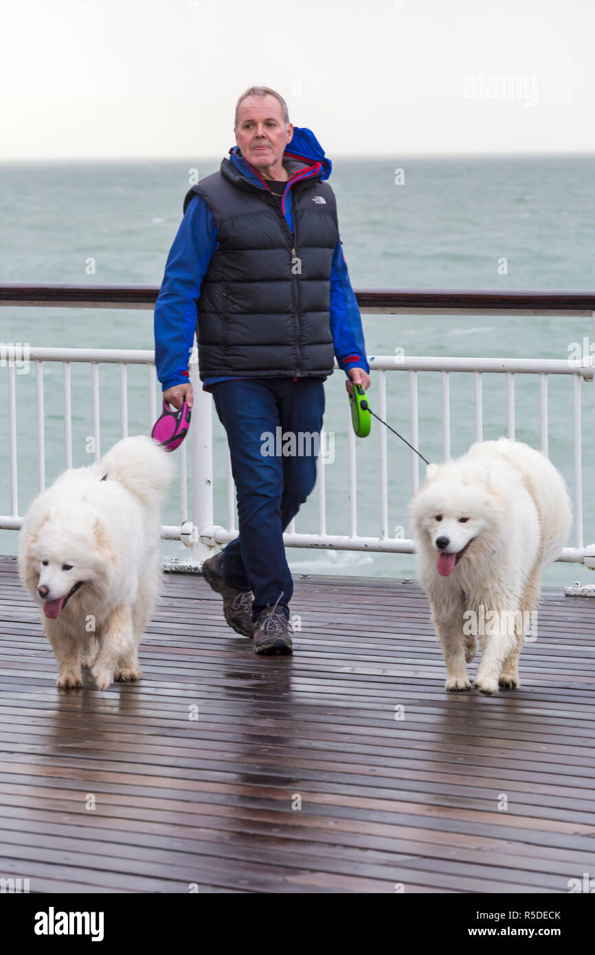 Samurai dogs hi-res stock photography and images - Alamy