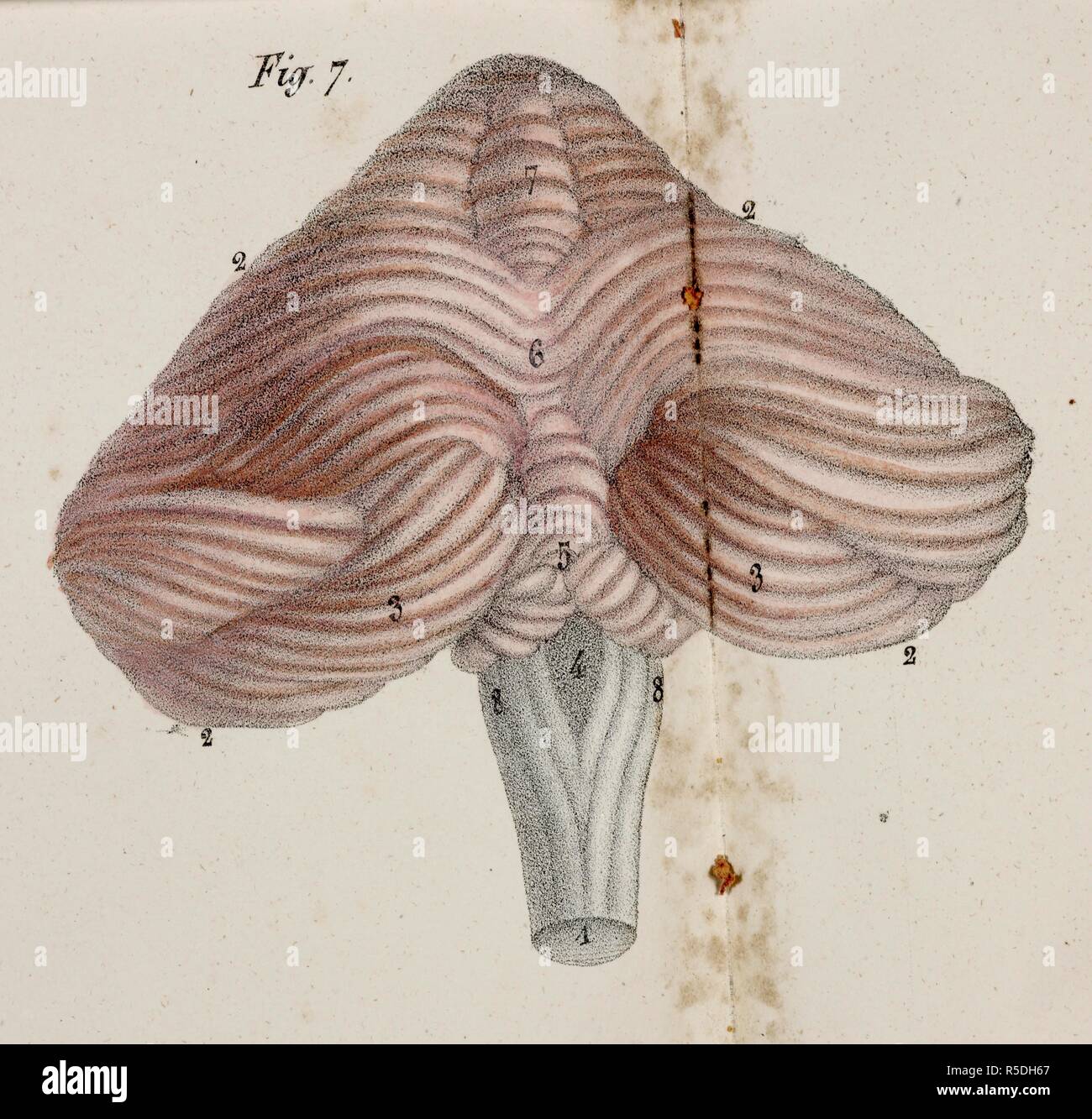 Anatomical drawing. The brain. Brain stem. Planches anatomiques du ...