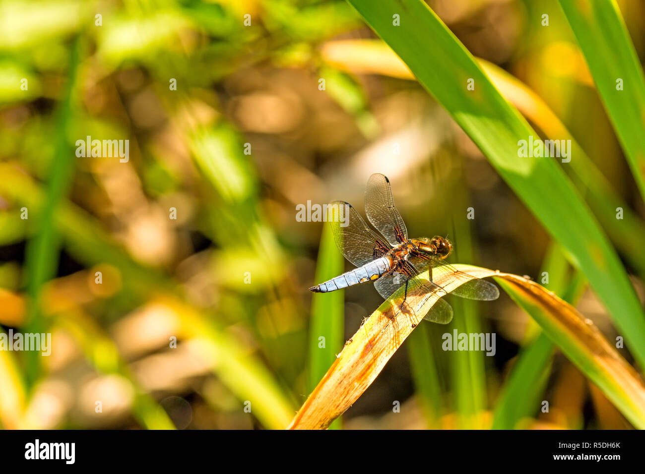 Libellula depressa male hi-res stock photography and images - Alamy