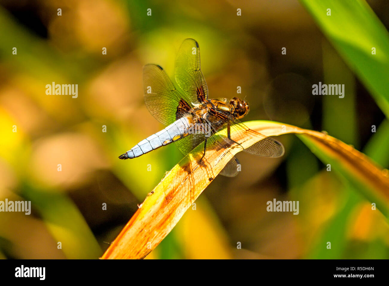 Libellula depressa male hi-res stock photography and images - Alamy
