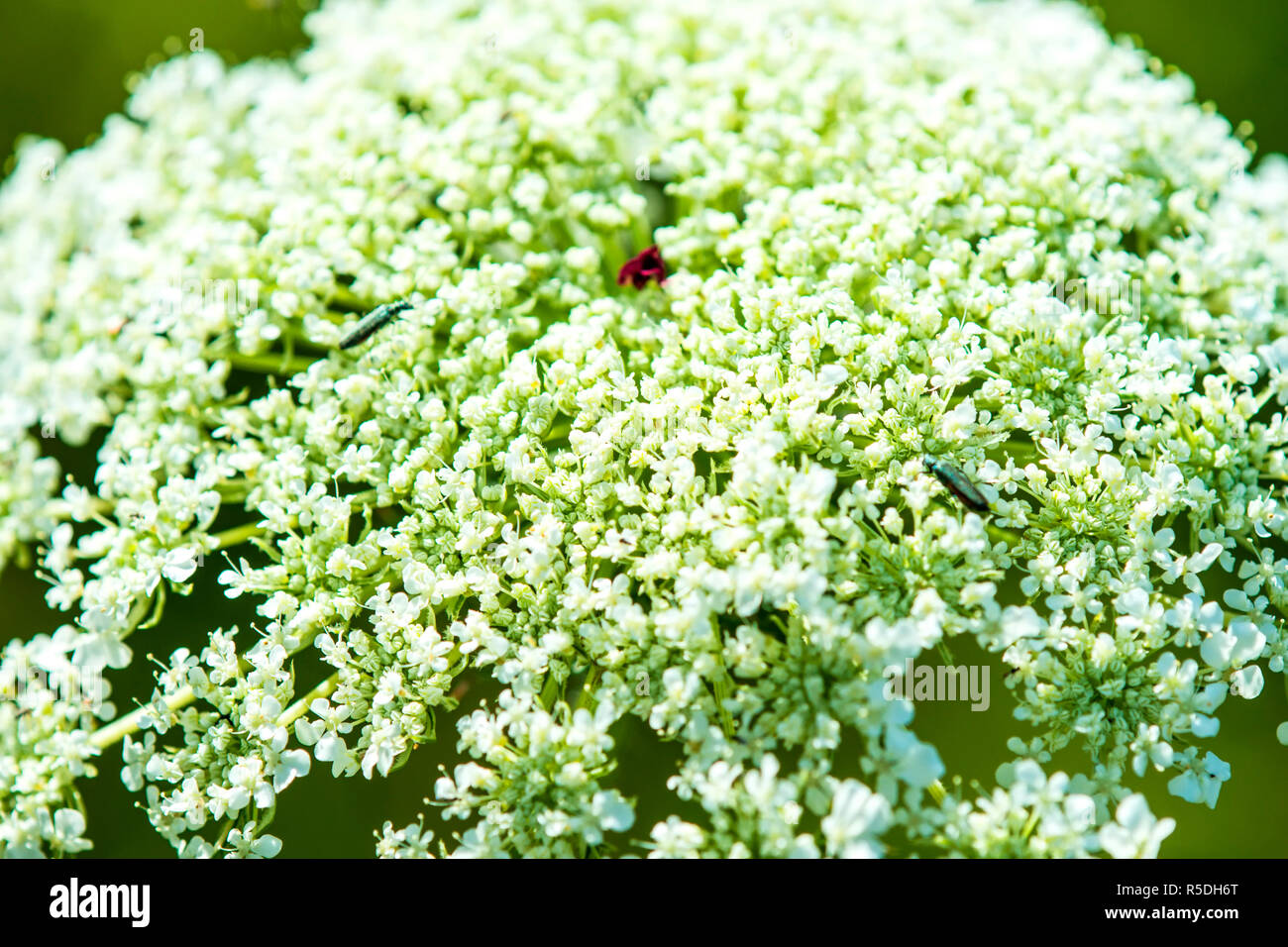Pale white carrot hi-res stock photography and images - Alamy