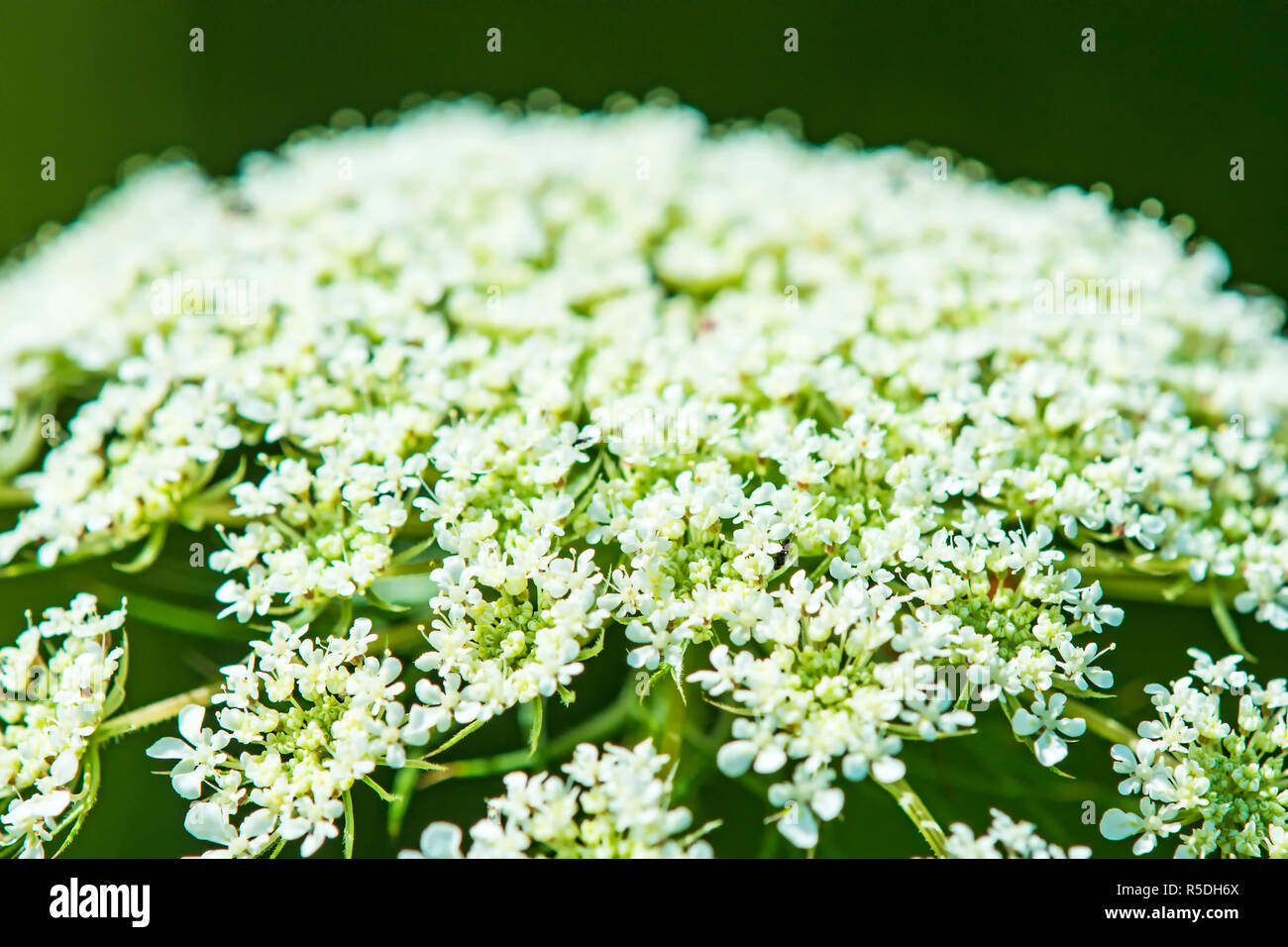 Pale white carrot hi-res stock photography and images - Alamy