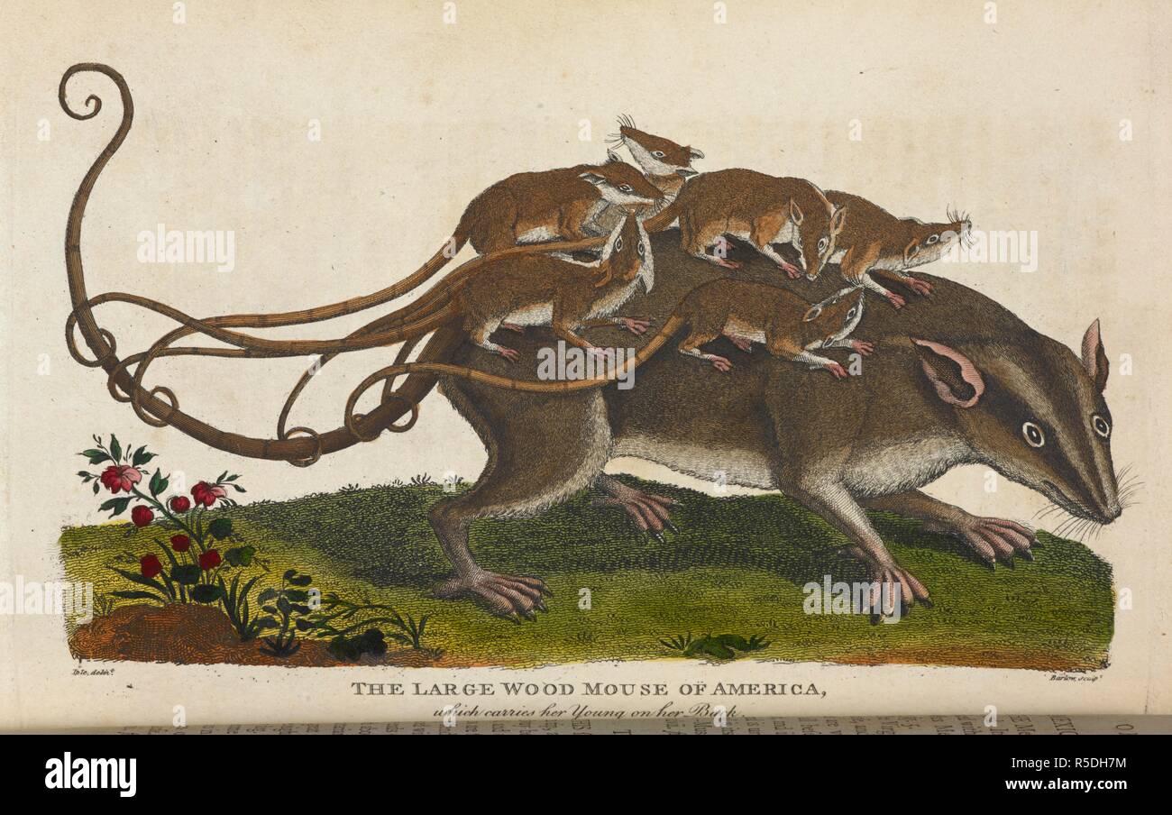 The large wood mouse of America, which carries her young on her back ...