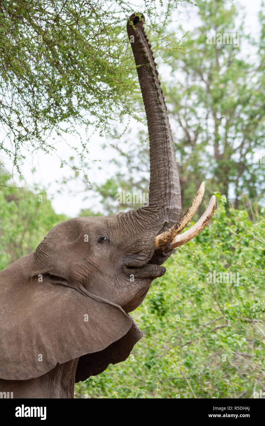 An adult Africaqn Elephant foraging in woodland Stock Photo - Alamy