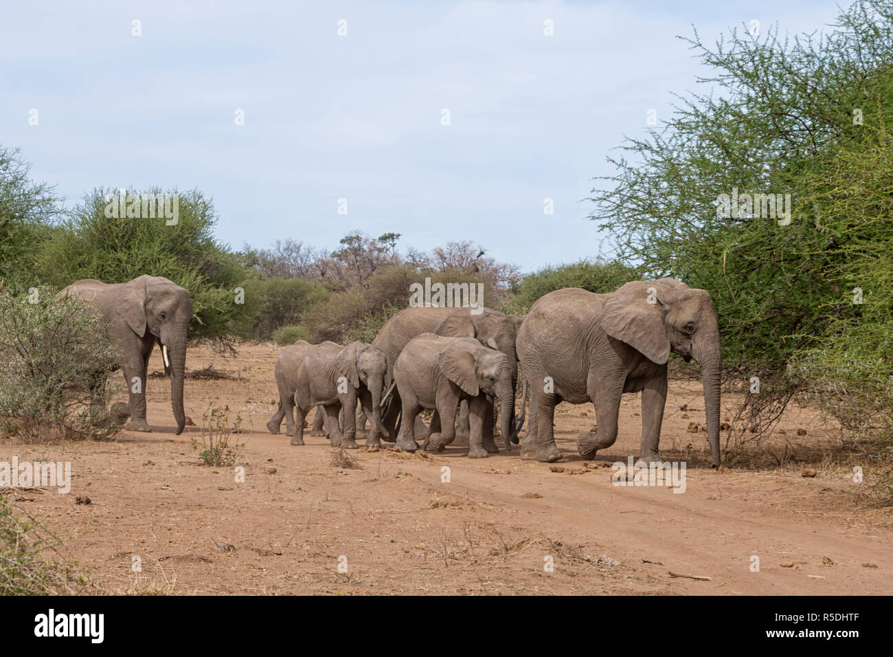 An African Elephant family in Southern African woodland savanna Stock ...