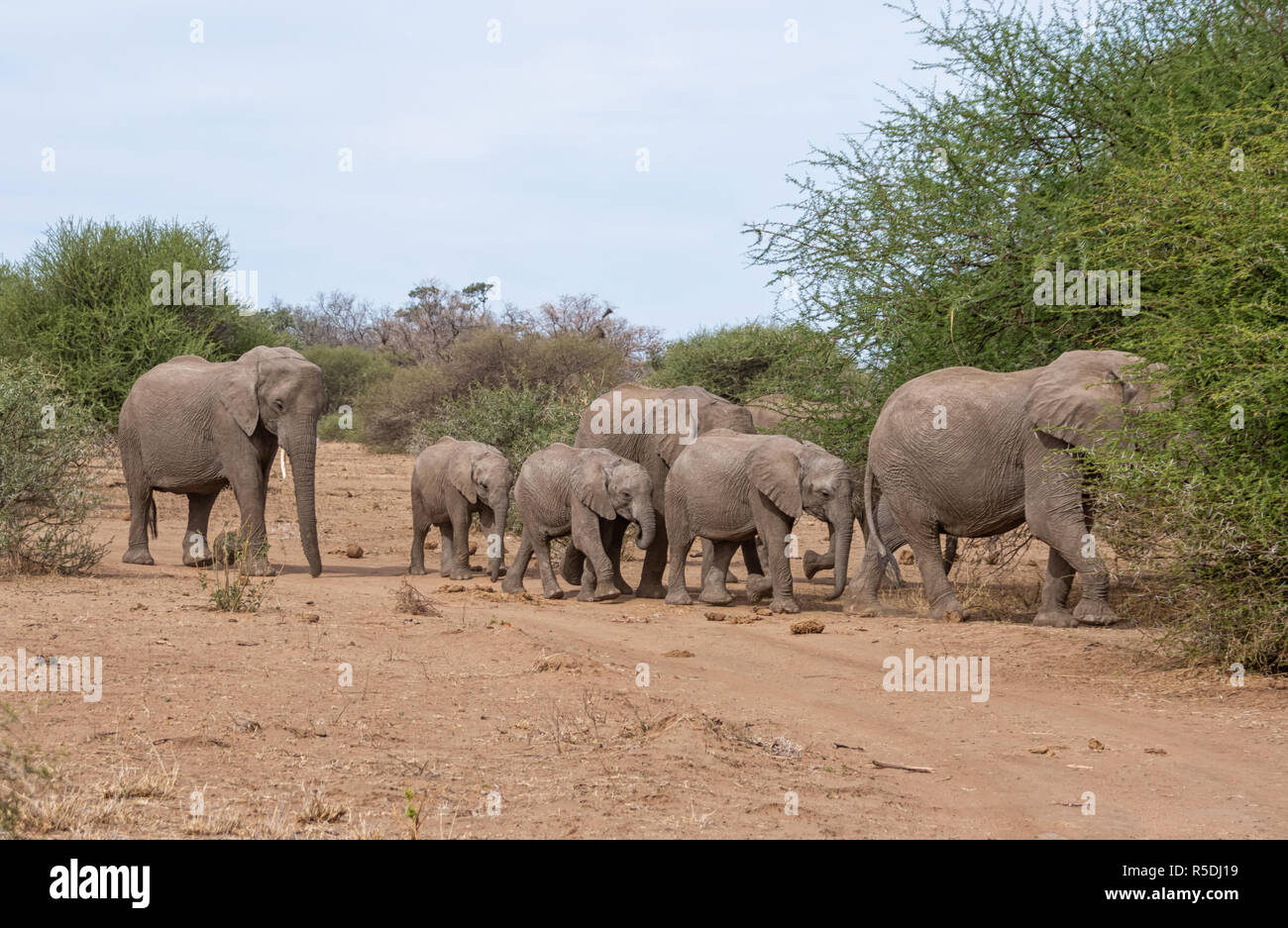 An African Elephant family in Southern African woodland savanna Stock ...