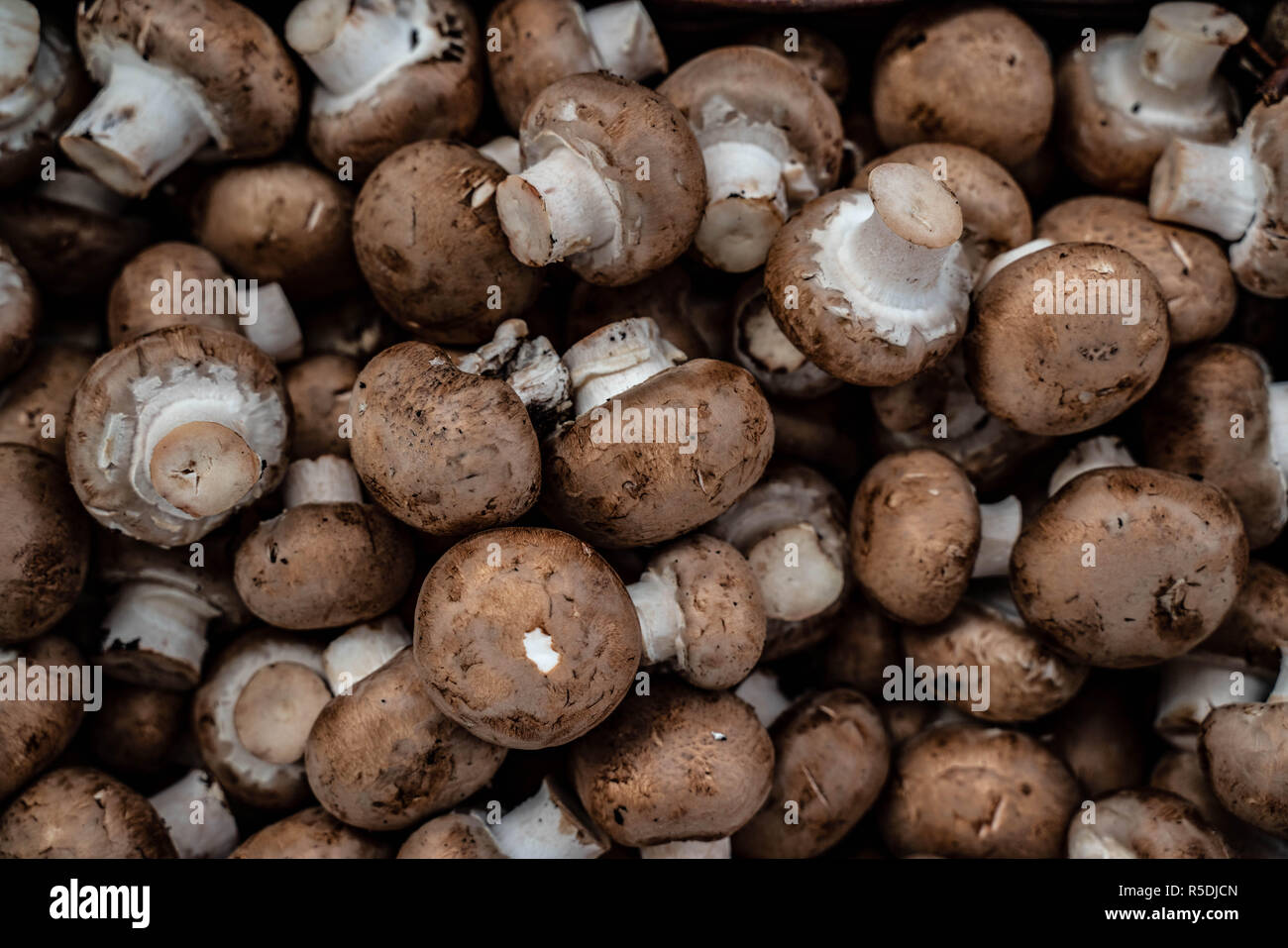 fresh brown champignons in high quality at close range Stock Photo - Alamy
