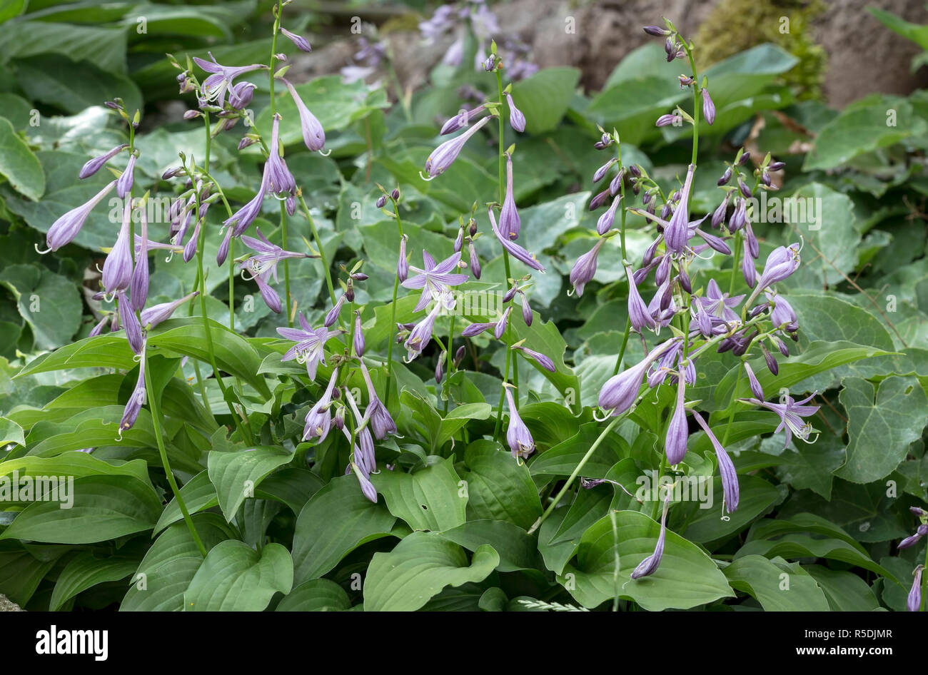 blooming funkia (hosta) in the garden Stock Photo - Alamy