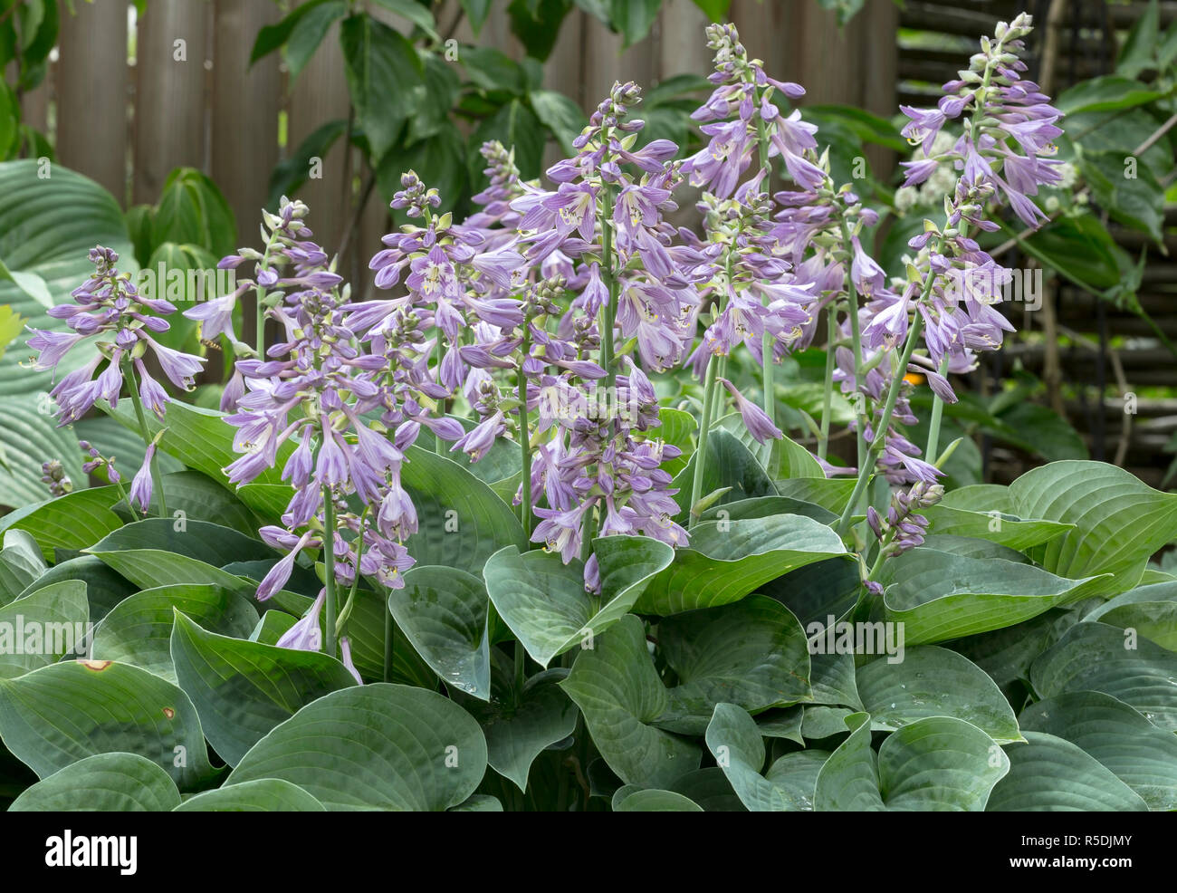 blooming funkia (hosta) in the garden Stock Photo - Alamy