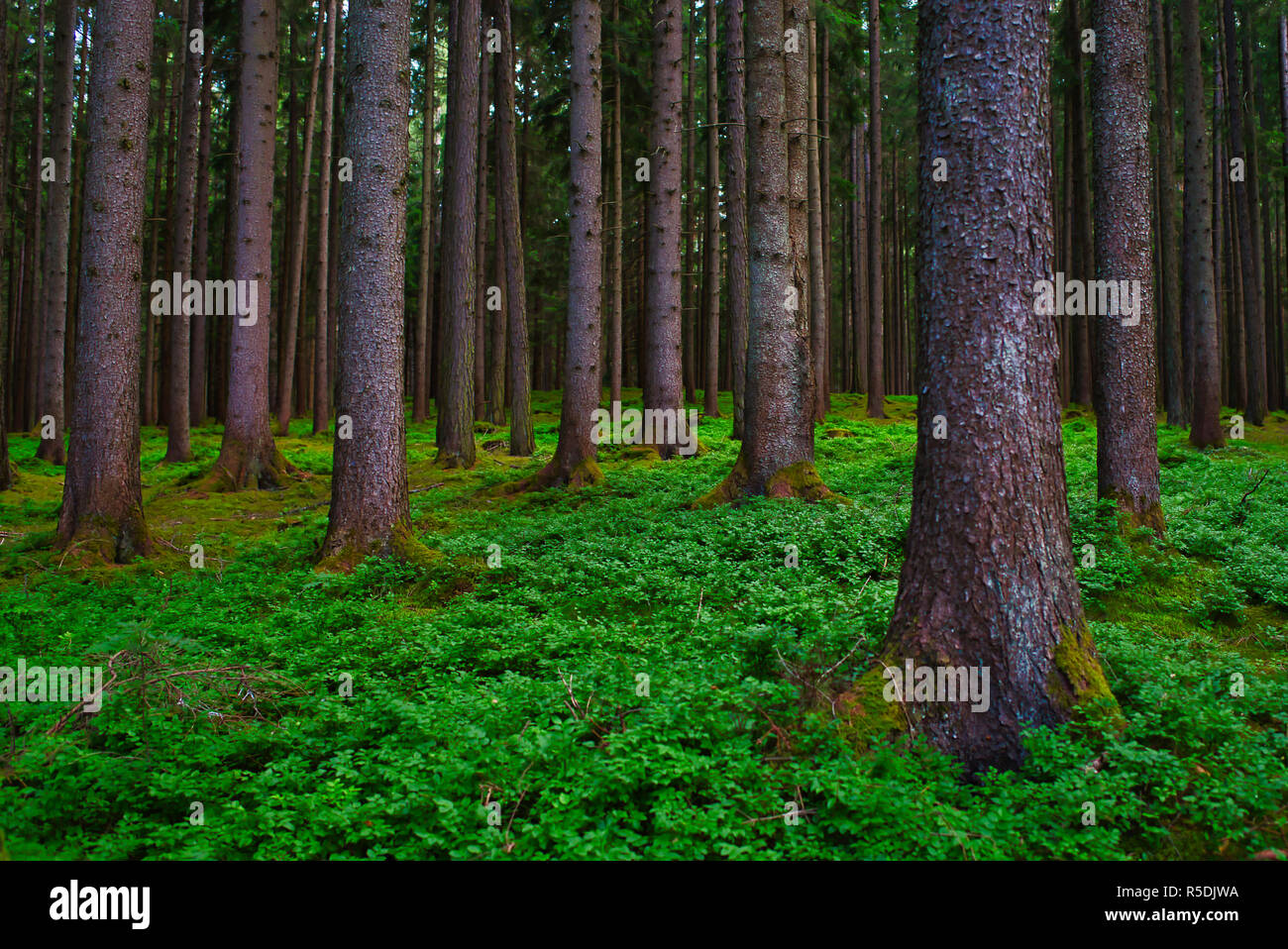 Deep Summer Forest in the Austrian Alps Stock Photo - Alamy