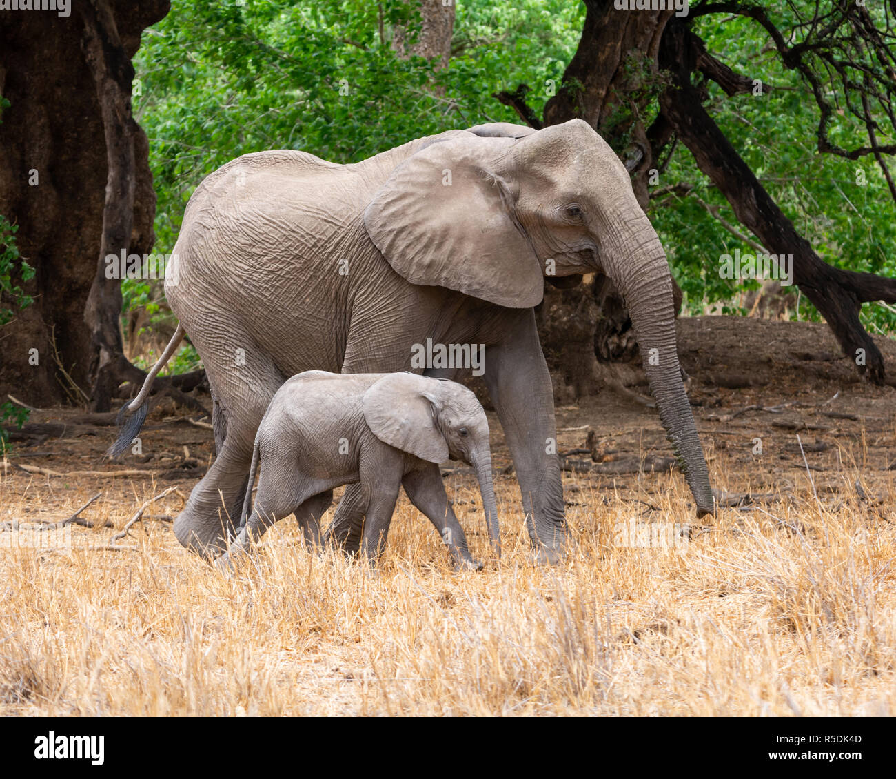 An African Elephant mother and calf in Southern African woodland Stock ...