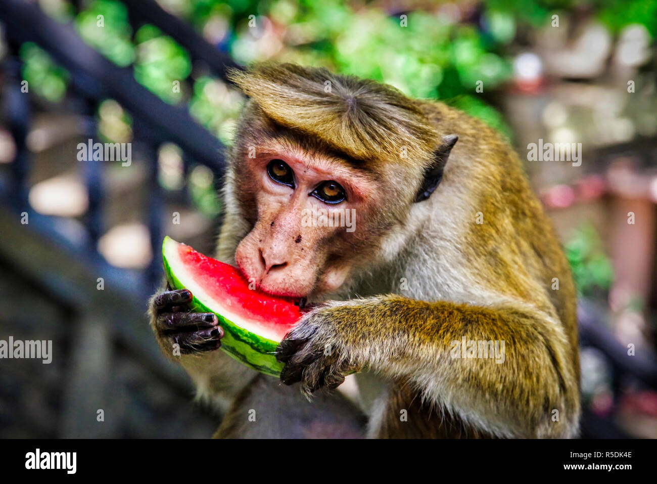 Rain forest monkey eating fruit hi-res stock photography and images - Alamy