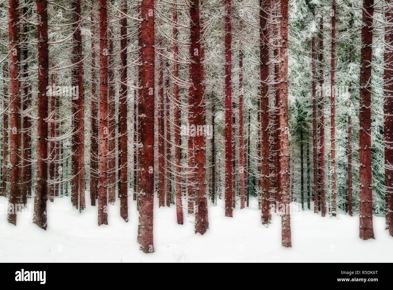 Winter in the woods - Deep forest covered in snow Stock Photo - Alamy