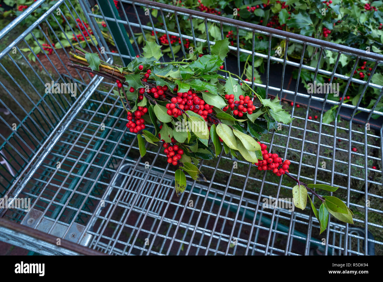Christmas HollyChristmas Holly twigs for christmas Stock Photo - Alamy