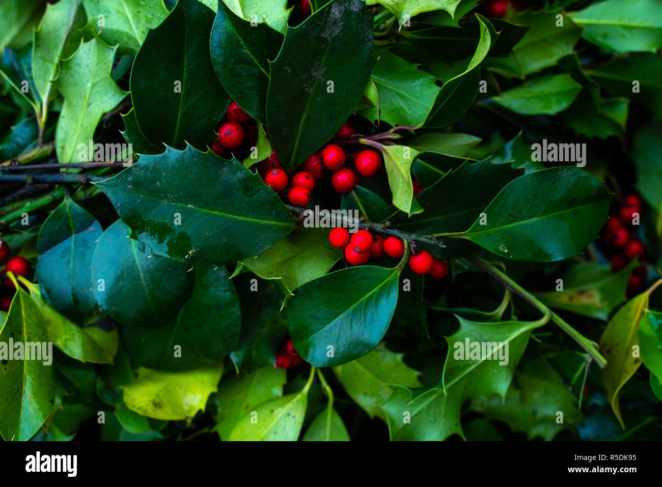 Holly twigs hi-res stock photography and images - Alamy