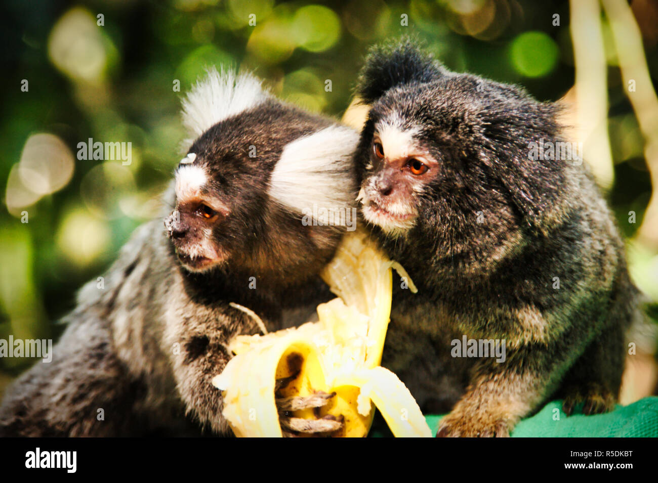 Two little monkeys sitting on a tropical tree and eating a delicious ...