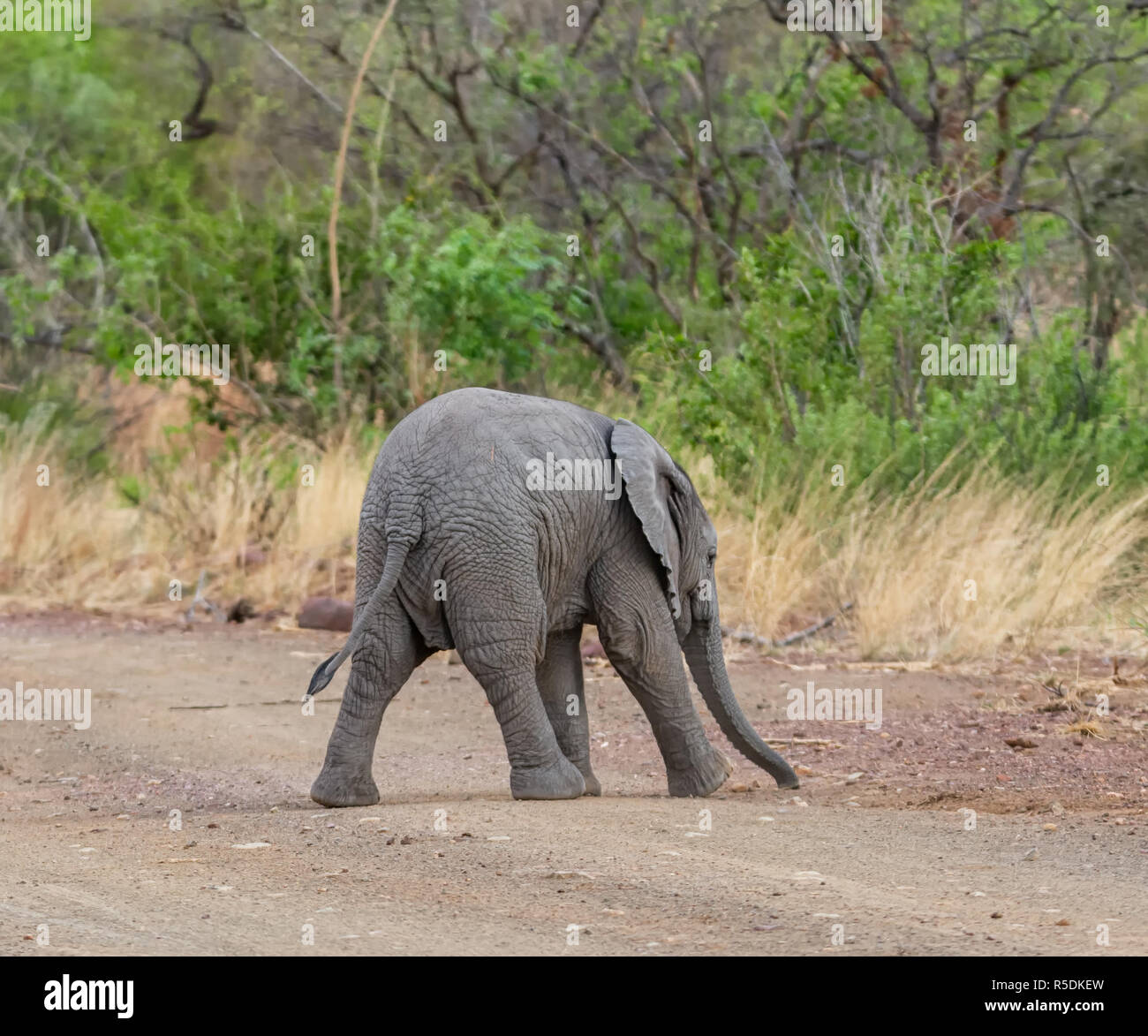 Elephant crossing a track hi-res stock photography and images - Alamy