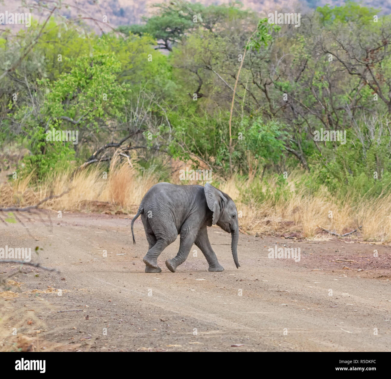 Elephant crossing a track hi-res stock photography and images - Alamy